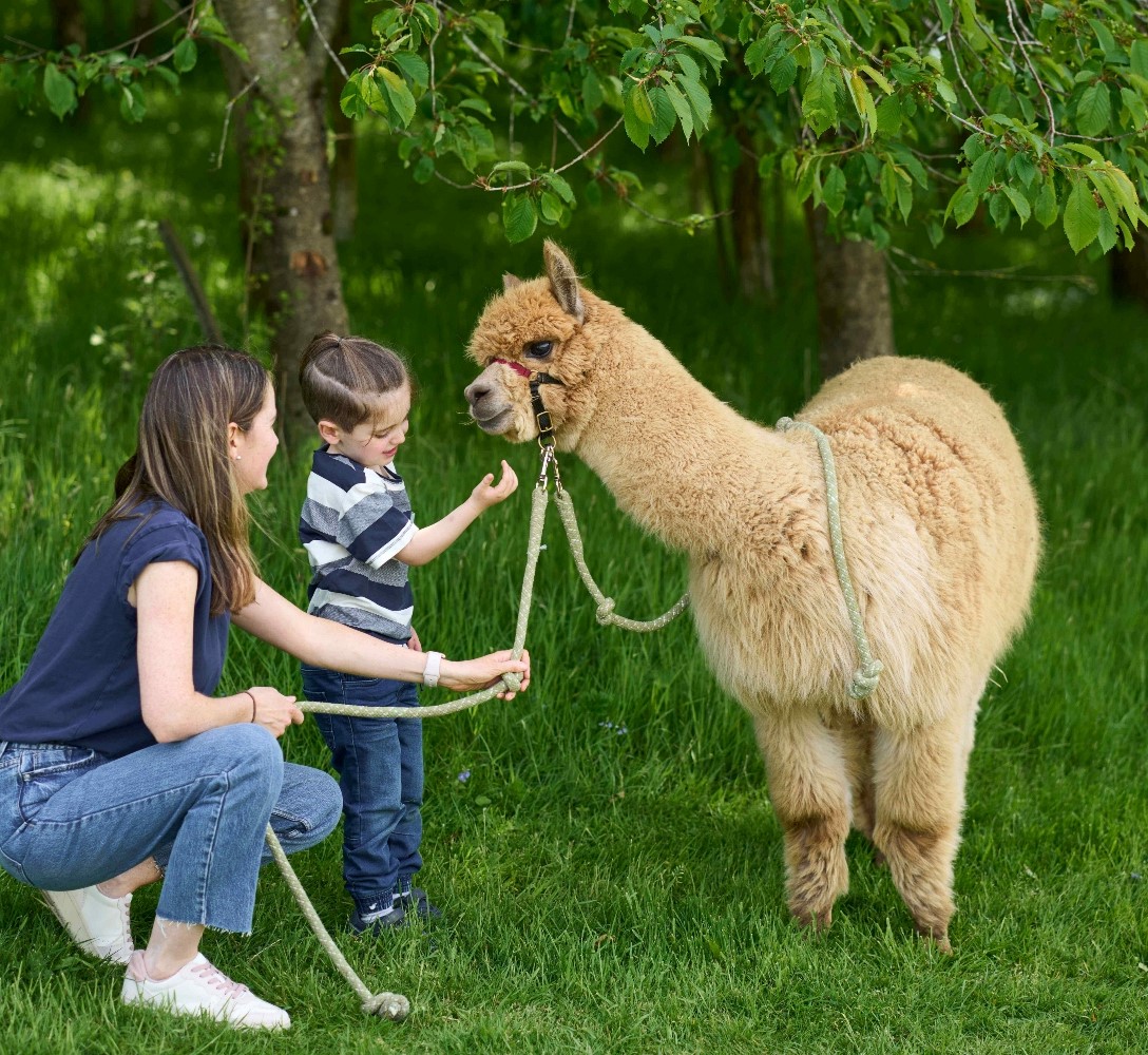 Alpaca Trekking | Peebles Hydro activities